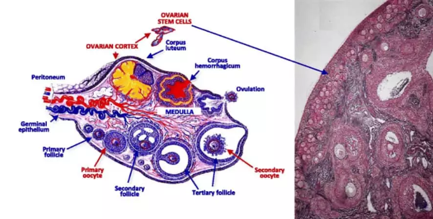 Ovarian PRP Treatment - North Cyprus IVF Center