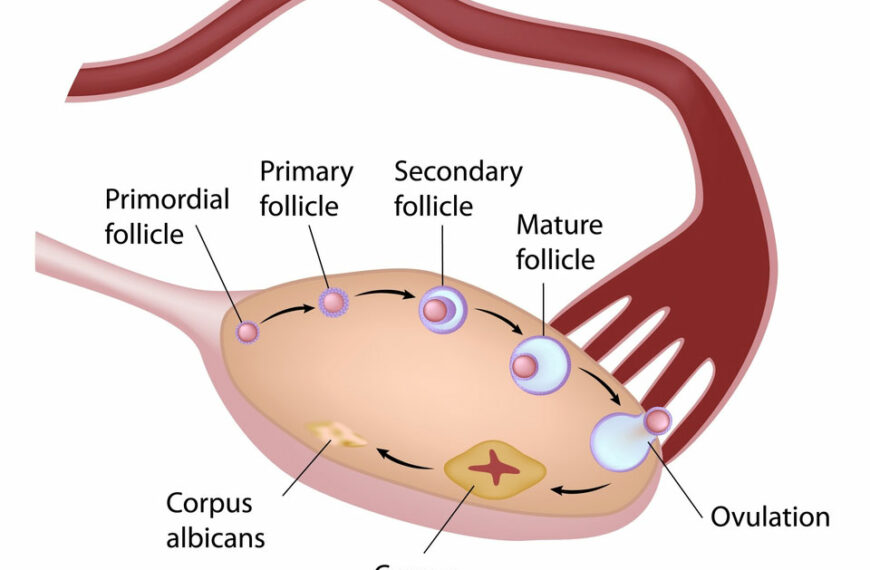 Progesterone Supplementation During an IVF Cycle - North Cyprus IVF Center